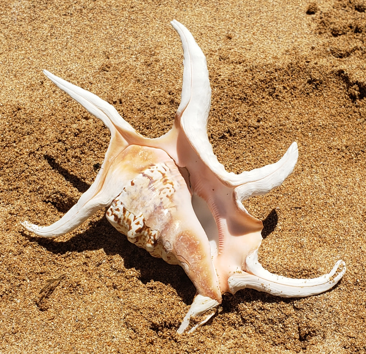 Lambis Chigara Shell – The Shell Factory