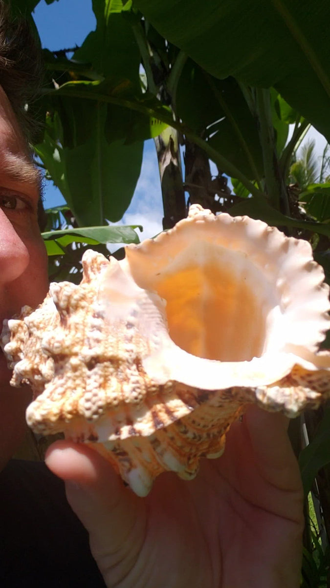 Frog Shell Blowing Horn – The Shell Factory